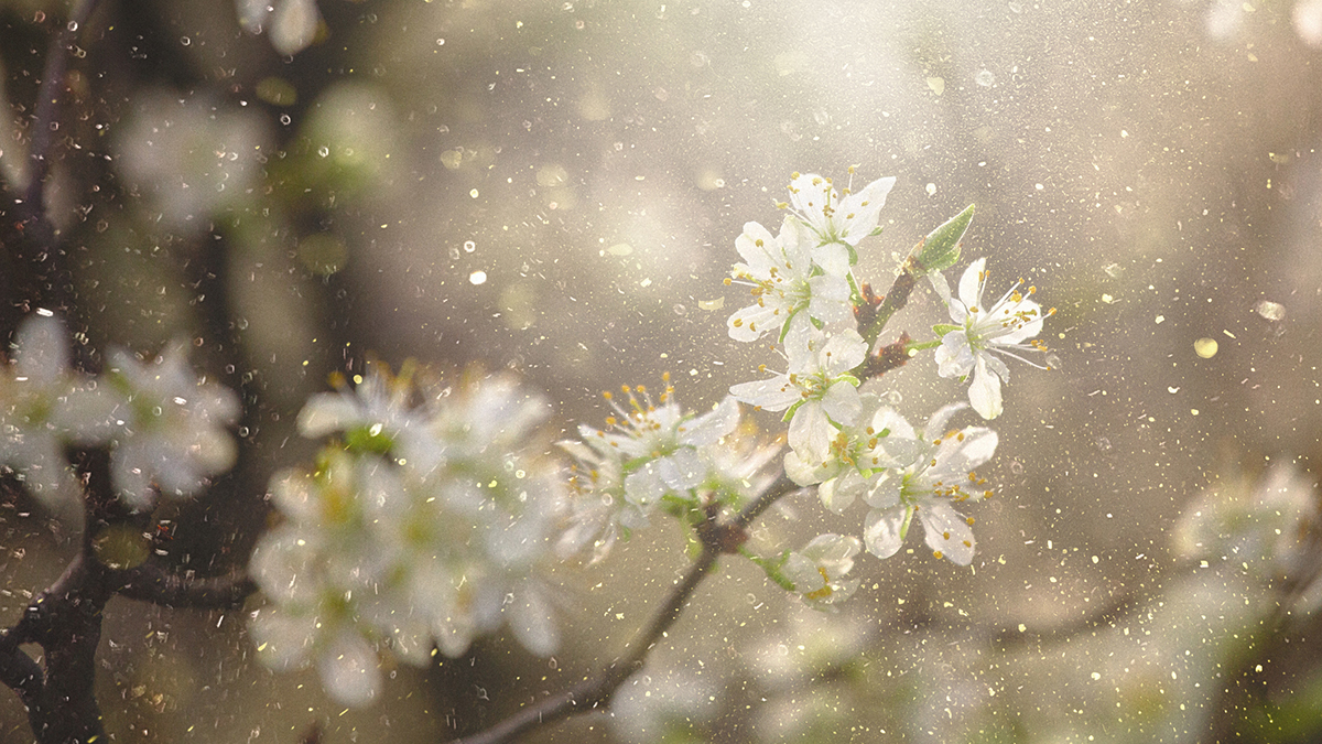 The best air purifiers for dust and pollen allergies