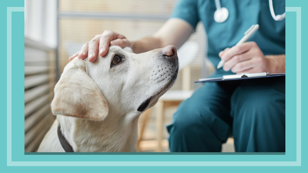 What’s the best pet insurance for labradors? - CHOICE